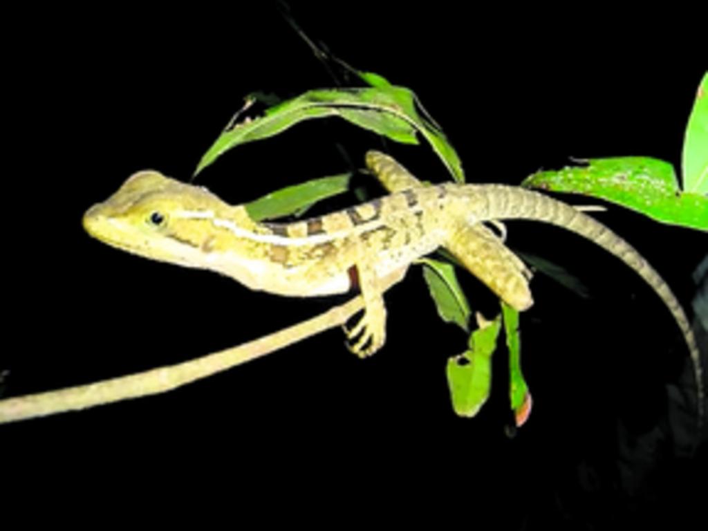 Lagartija Jesucristo (Basiliscus sp) | Día a Día
