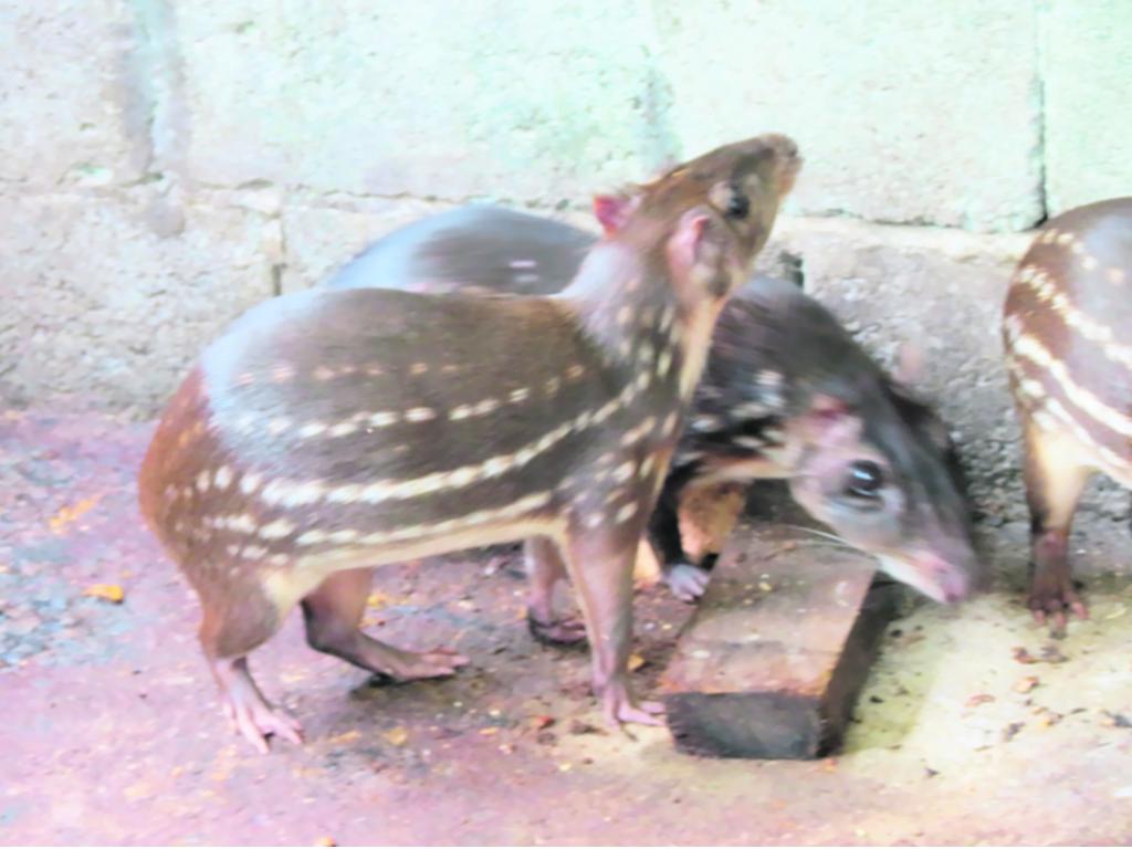 Buscan preservar conejo pintado | Día a Día