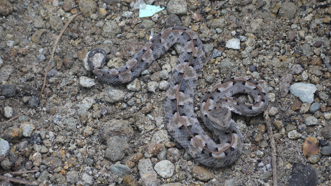 Conoce sobre la víbora Patoca | Día a Día