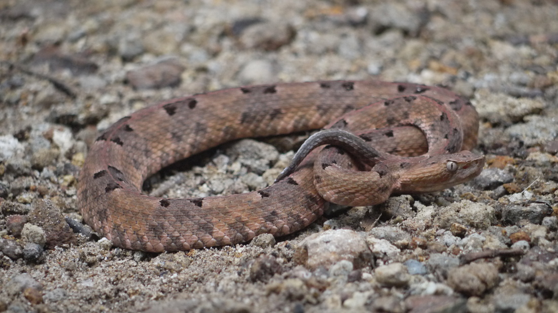 Conoce sobre la víbora Patoca | Día a Día