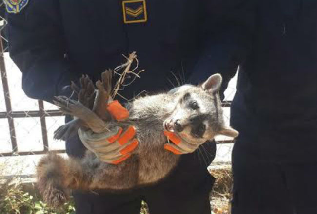 Rescatan gato conchero en área de los culecos de Chitré | Día a Día