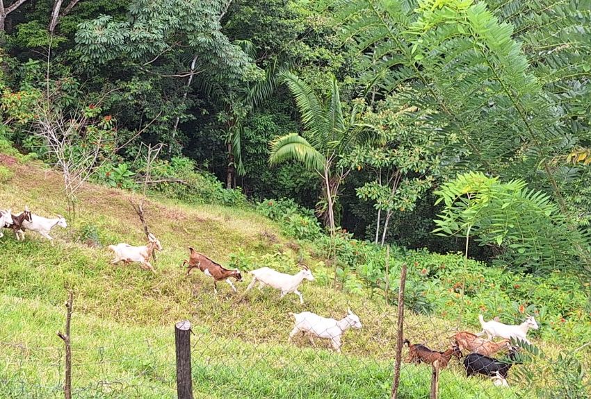 Aprenden sobre las virtudes de la capricultura en Bonga centro de ...