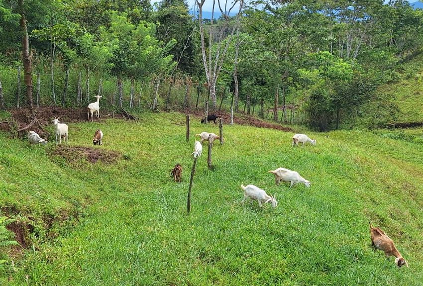 Aprenden sobre las virtudes de la capricultura en Bonga centro de ...